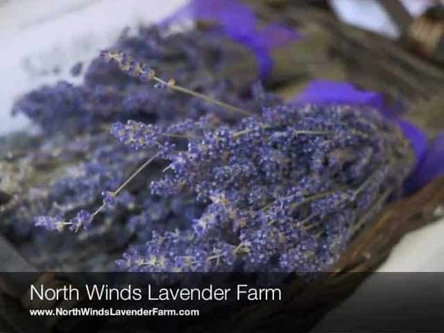 Chelsea Triangle French Market Opens Tomorrow - New York Street Food