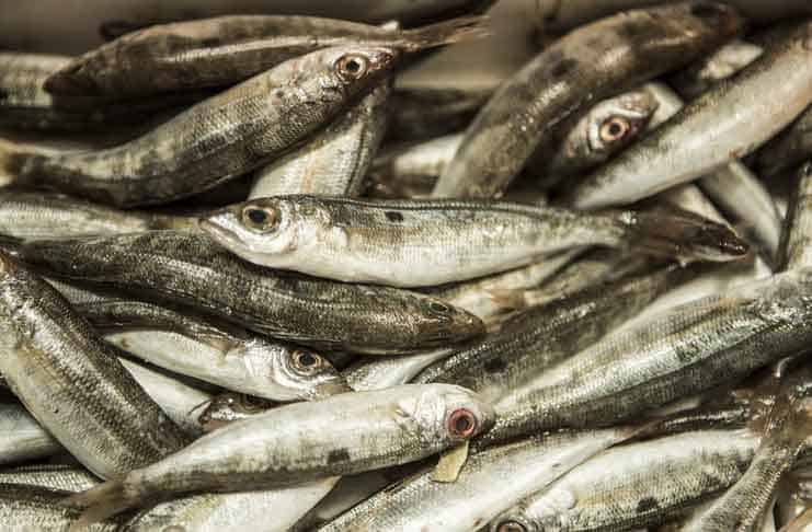 13 health benefits of Low Carb edible fish
